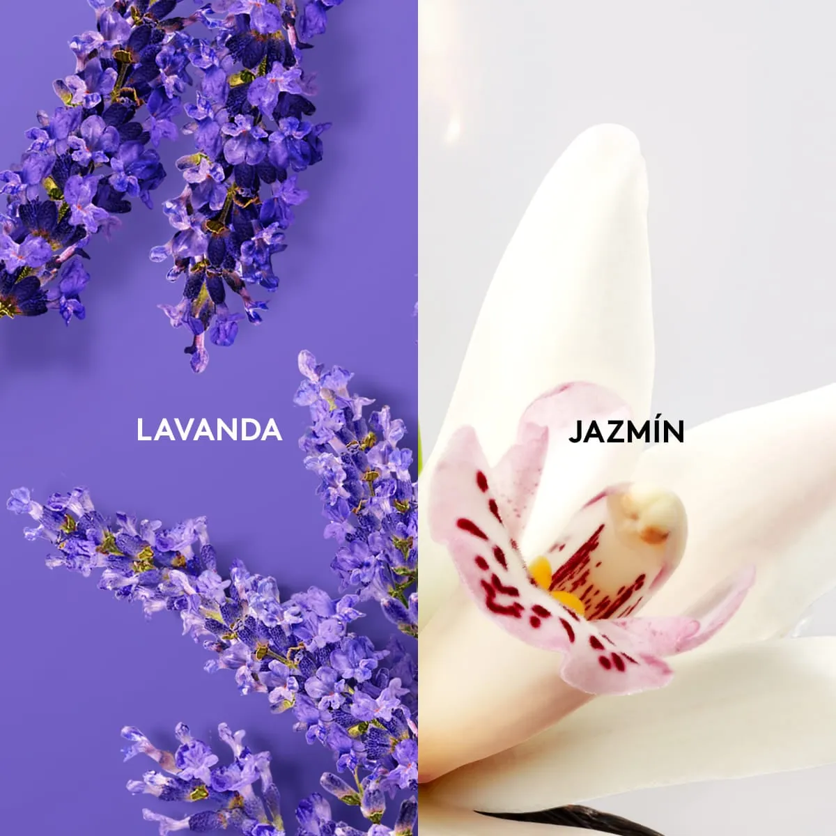 Shampoo Relajante Agú Lavanda y Jazmín 1litro. Esika - My Favorite Store